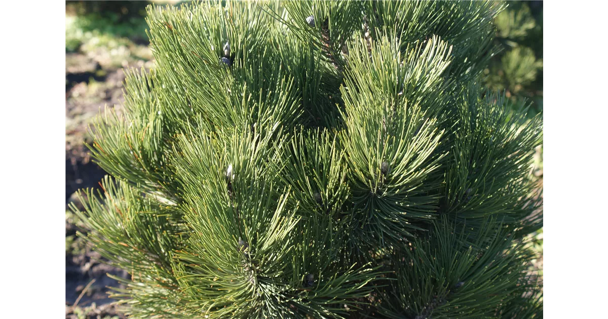 Pinus heldreichii 'Malinki', Bosnische Kiefer 'Malinki' - Baumschule Böhlje