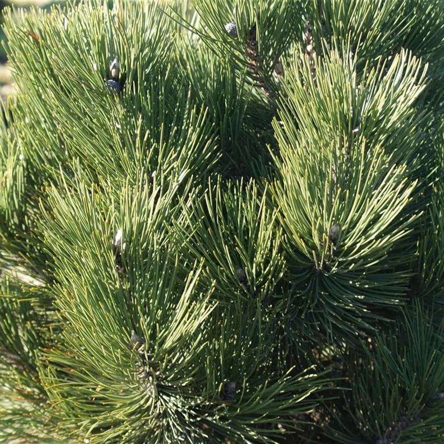 Pinus heldreichii 'Malinki', Bosnische Kiefer 'Malinki' - Baumschule Böhlje