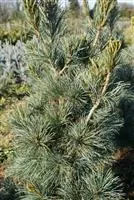 Pinus mugo 'Laurin', Berg-Kiefer 'Laurin' - Baumschule Böhlje