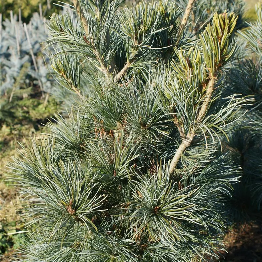 Pinus parviflora 'Blauer Engel', Mädchenkiefer 'Blauer Engel ...