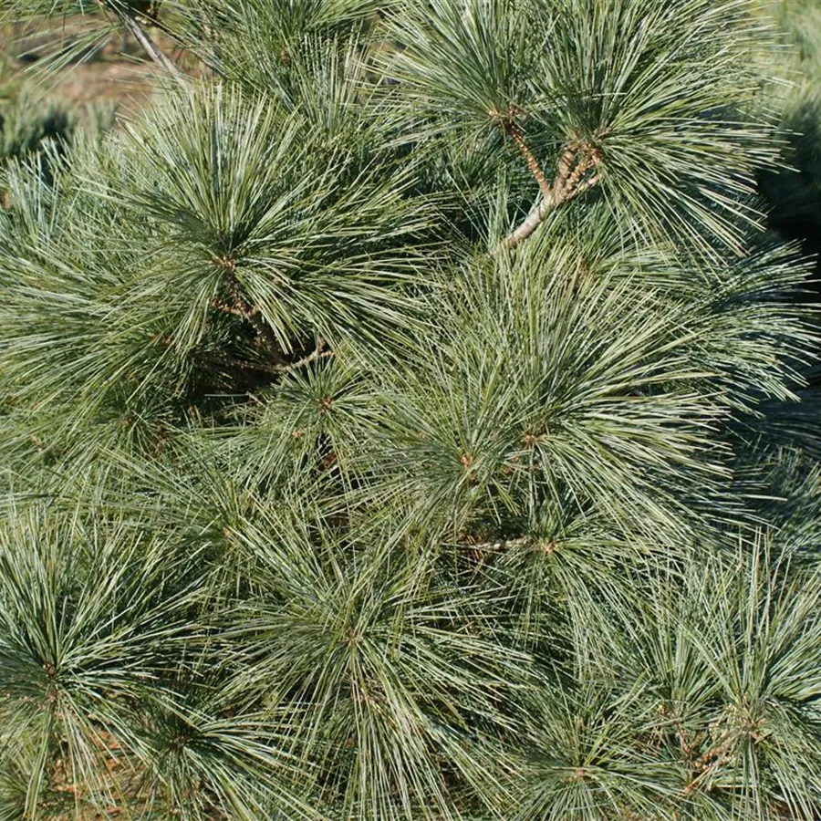 Pinus strobus 'Macopin', Seidenkiefer 'Macopin' - Baumschule Böhlje