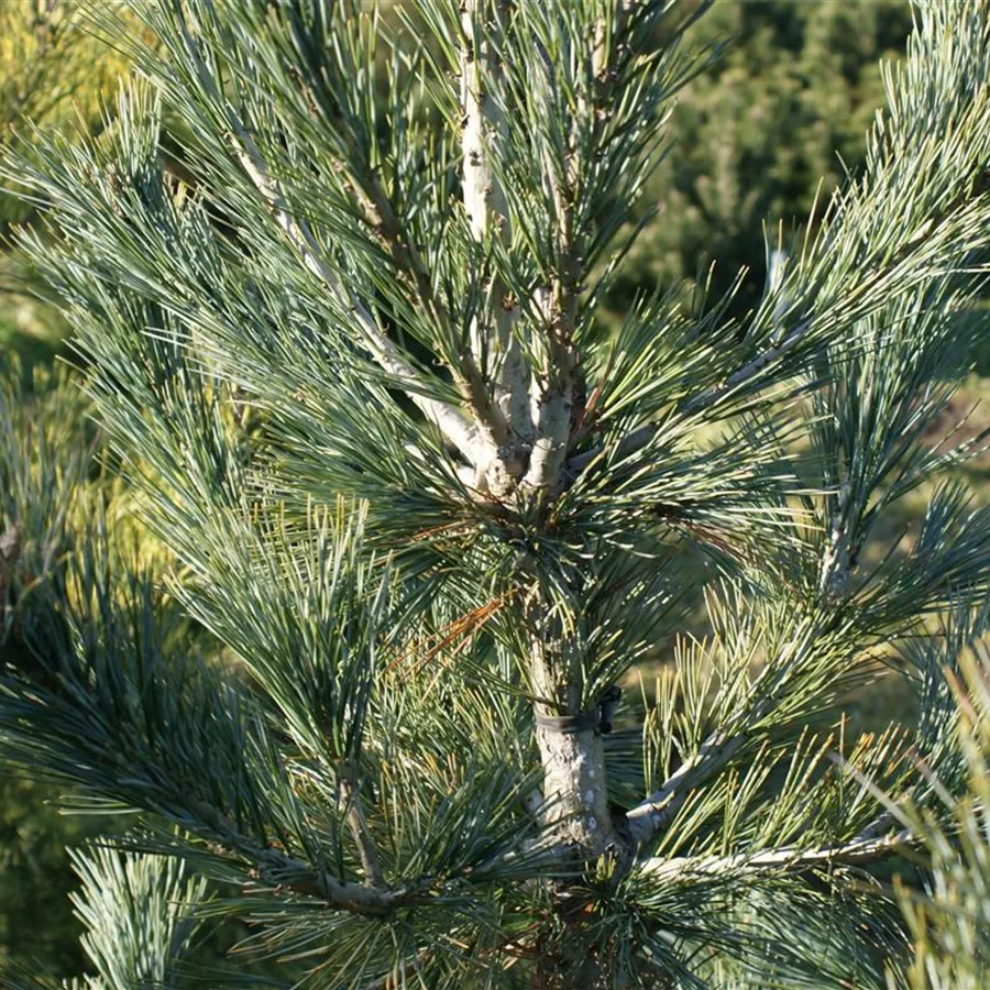 Pinus Strobiformis Kiefer Baumschule Böhlje