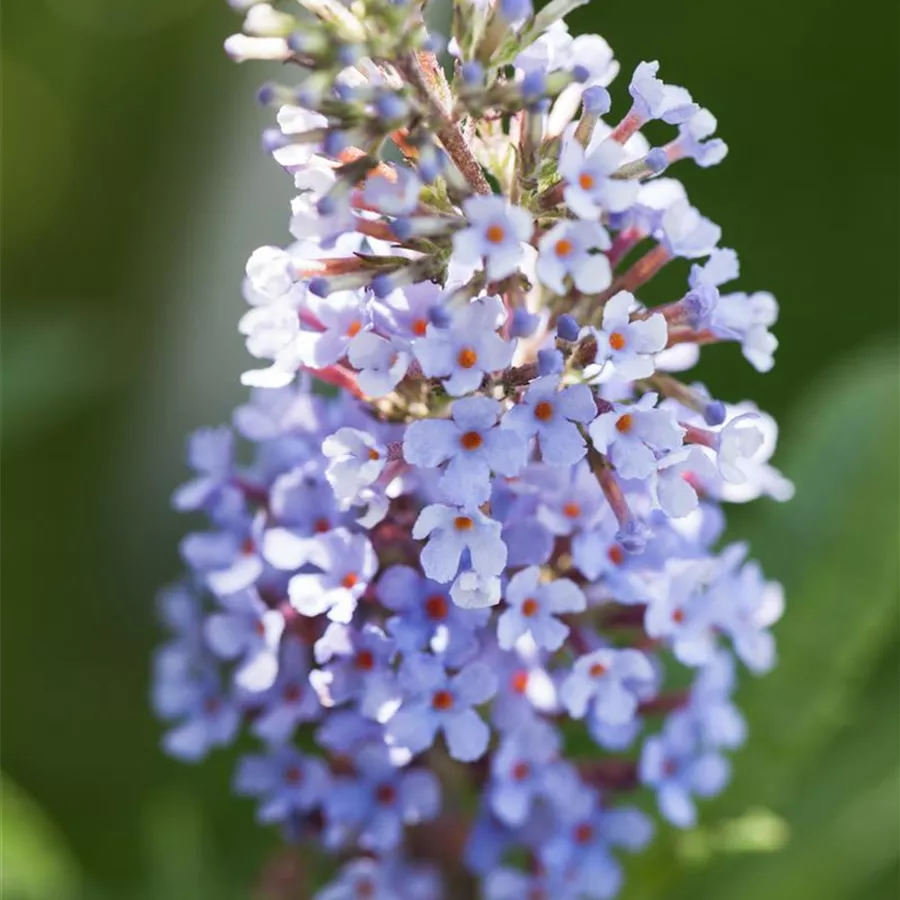 Buddleja davidii 'Buzz Sky Blue' -R-, Sommerflieder 'Buzz Sky Blue' -R ...