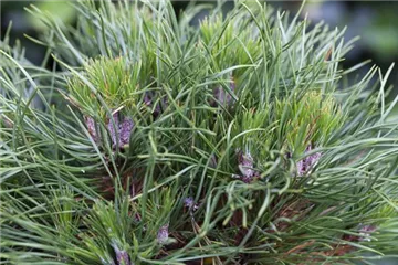 Pinus mugo 'Laurin', Berg-Kiefer 'Laurin' - Baumschule Böhlje