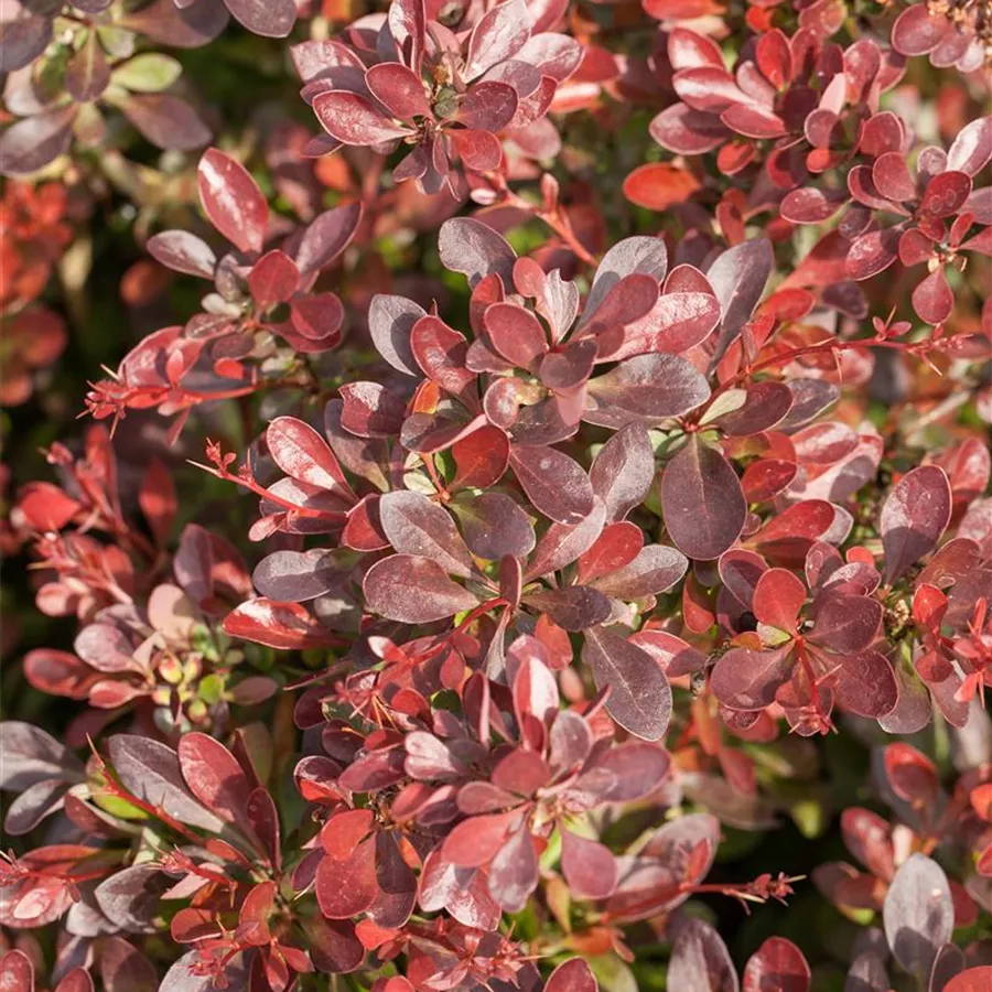 Berberis thunbergii 'Atropurpurea Nana', Kleine Blutberberitze ...