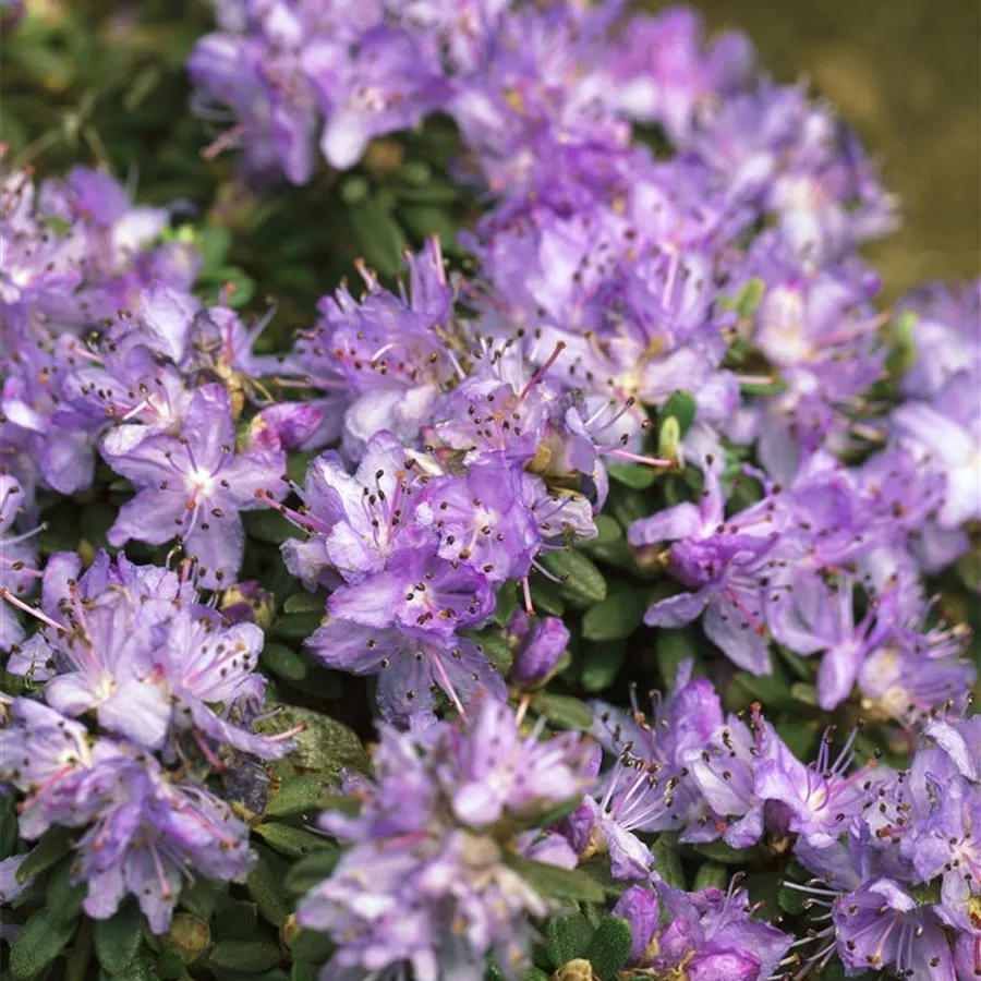 Rhododendron impeditum 'Blue Diamond' II, Kleinblättr.Rhododendron ...