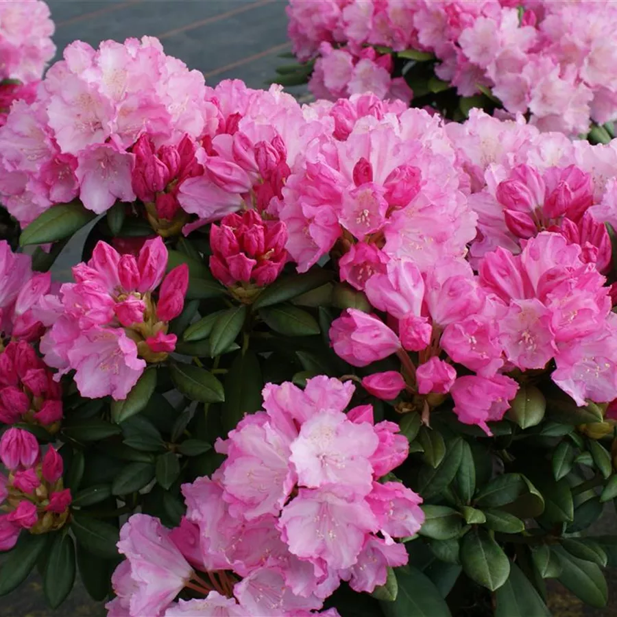 Rhododendron yak.'Polaris' I, Yaku-Rhododendron 'Polaris' - Baumschule ...