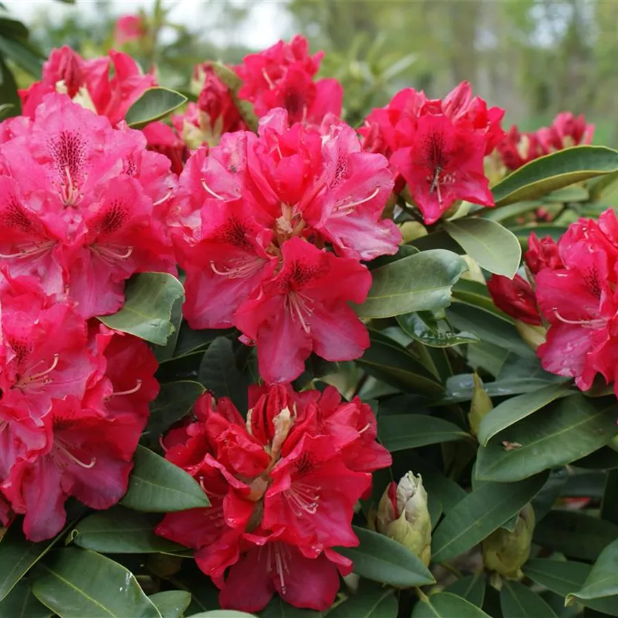 Rhododendron Hybr.'Wilgen's Ruby' III, Rhododendron-Hybride 'Wilgen's ...