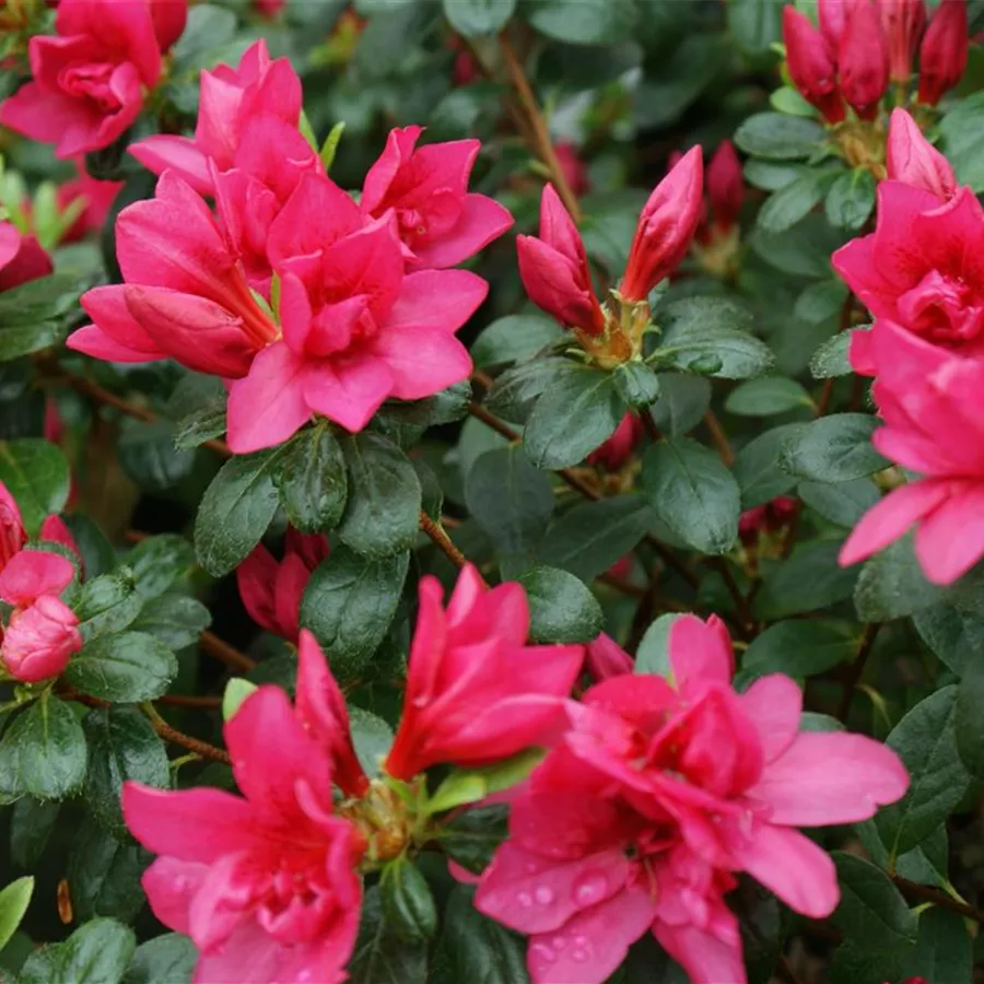 Rhododendron obt.'Fridoline' III, Japanische Azalee 'Fridoline ...