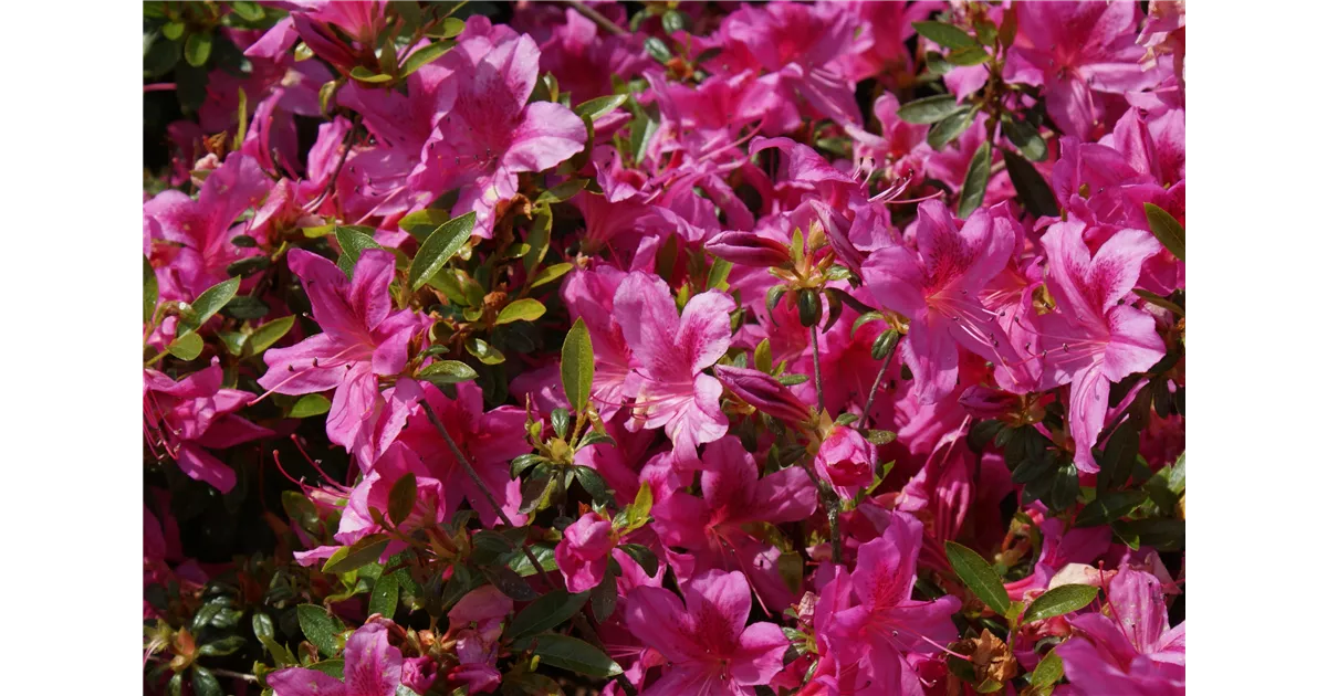 Rhododendron obt.'Purple Splendor' I, Japanische Azalee 'Purple ...