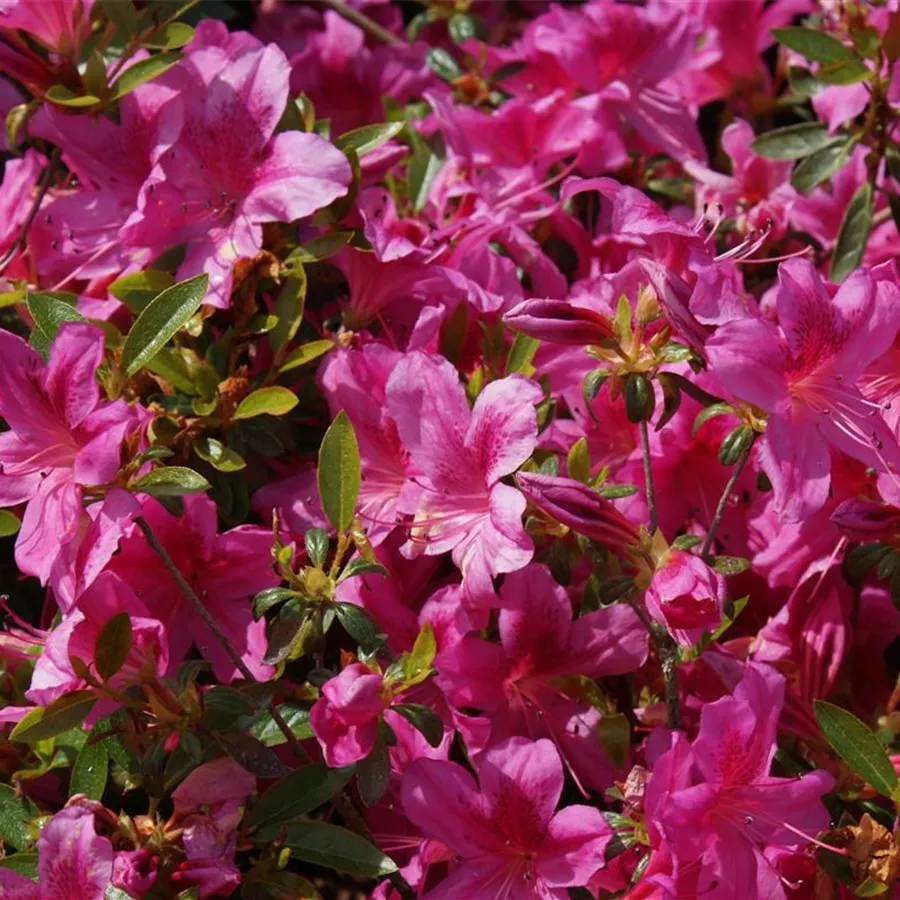 Rhododendron obt.'Purple Splendor' I, Japanische Azalee 'Purple ...