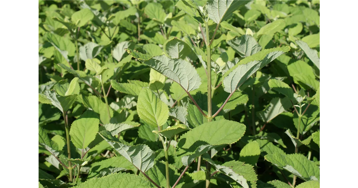 Hydrangea arborescens 'Hirta' - Baumschule Böhlje
