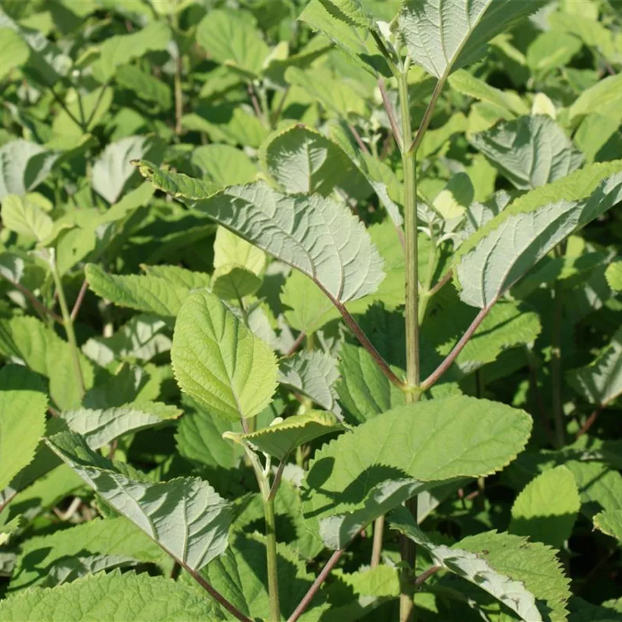 Hydrangea arborescens 'Hirta' - Baumschule Böhlje