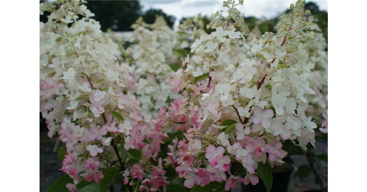 Hydrangea paniculata 'Magical Candle' -R-, Rispenhortensie 'Magical ...