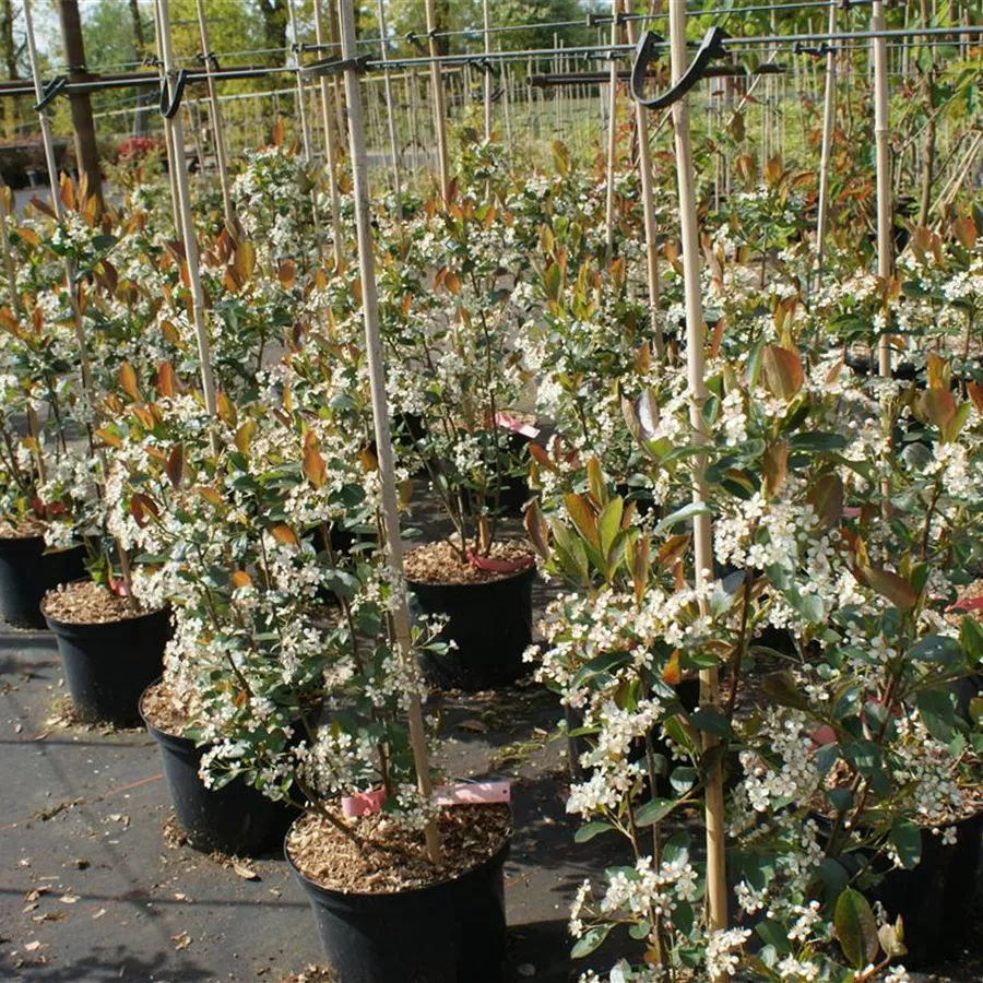 Aronia melanocarpa 'Hugin', Apfelbeere 'Hugin' - Baumschule Böhlje