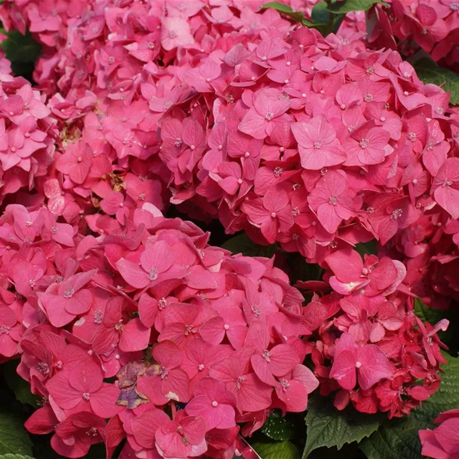 Hydrangea m. 'Endless Summer' 'Summer Love', Gartenhortensie 'Endless ...