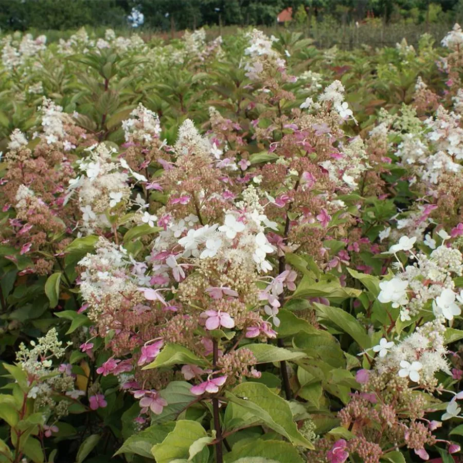 Hydrangea paniculata 'Big Ben', Rispenhortensie 'Big Ben' - Baumschule Böhlje