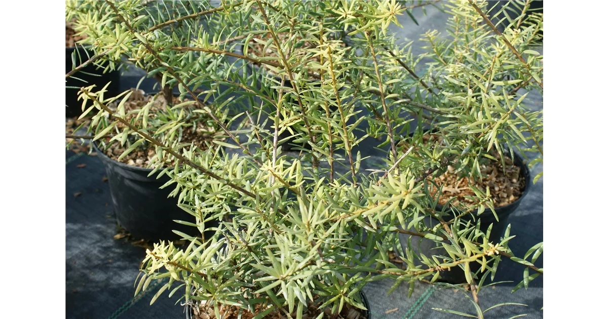Podocarpus cunninghamii = Pod. hallii - Baumschule Böhlje