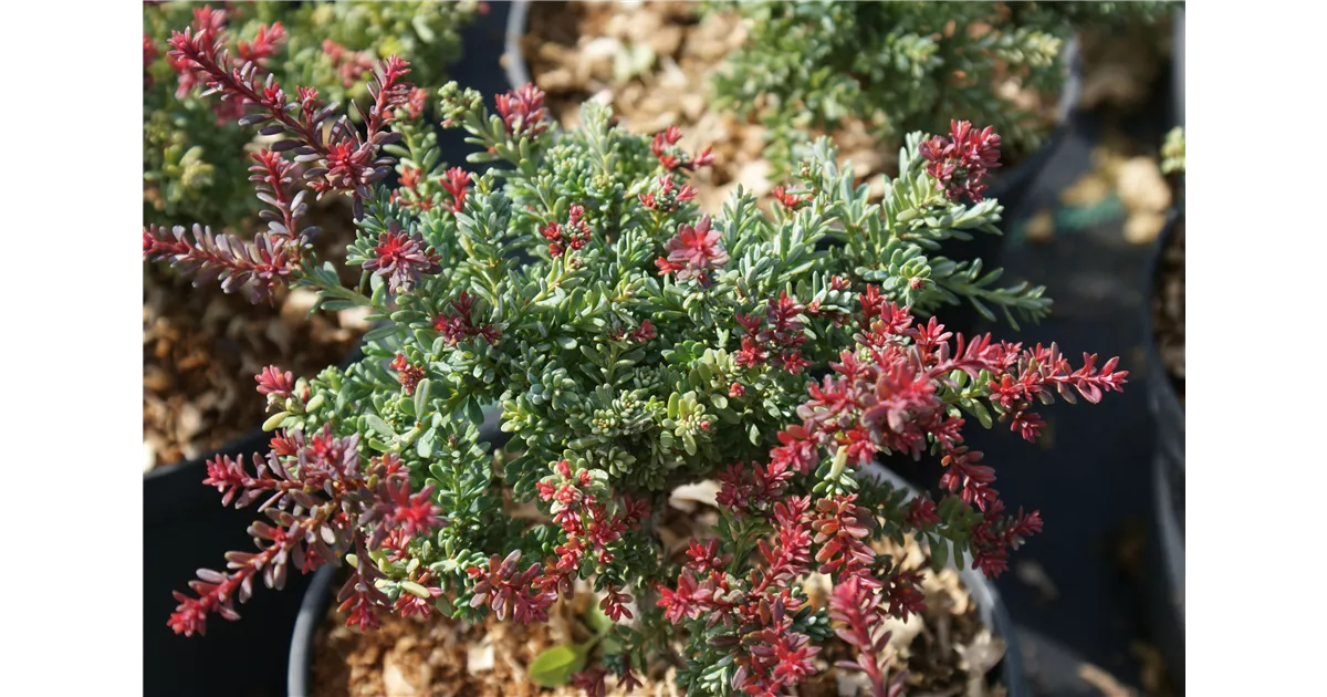 Podocarpus lawrencei 'Red Tip', Steineibe - Baumschule Böhlje