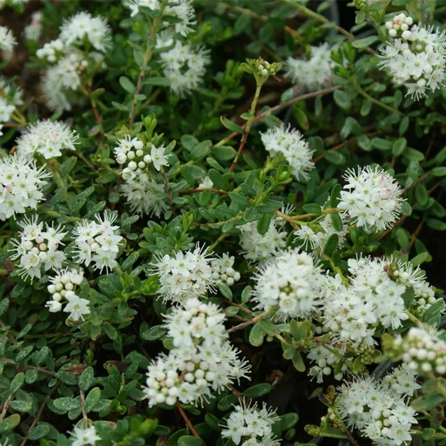 Leiophyllum buxifolium, Sandmyrte - Baumschule Böhlje