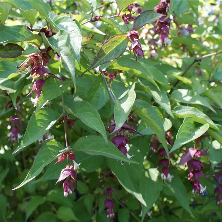 Leycesteria formosa, Schöne Leycesterie - Baumschule Böhlje