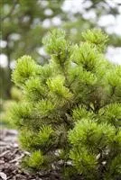 Pinus mugo 'Laurin', Berg-Kiefer 'Laurin' - Baumschule Böhlje