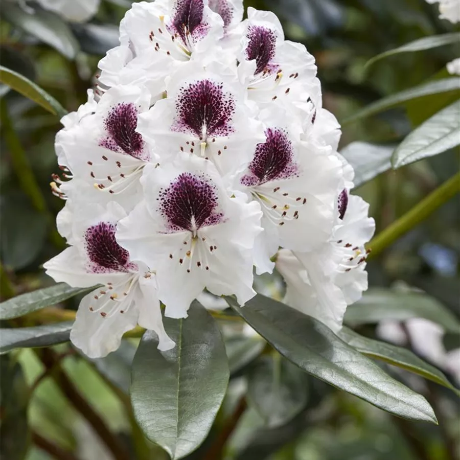 Rhododendron Hybr.'Maroon Sappho' III, Rhododendron-Hybride 'Maroon ...
