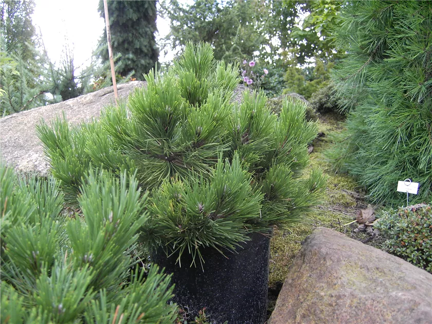Casca De Pinus Nigra Pinus Nigra 'Nana', Strauch Schwarzkiefer